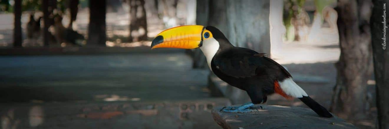 Wilderness Adventures – Find Wildlife and Nature on your Overland Trip